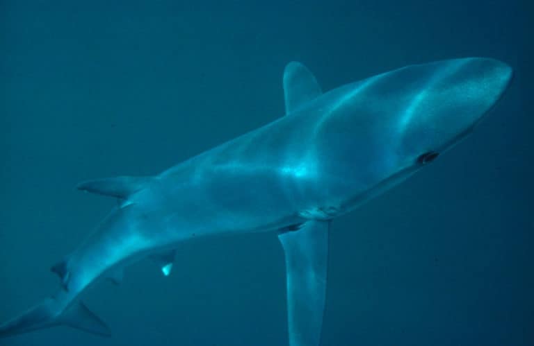 Blue Shark l Fascinating Docile Shark - Our Breathing Planet
