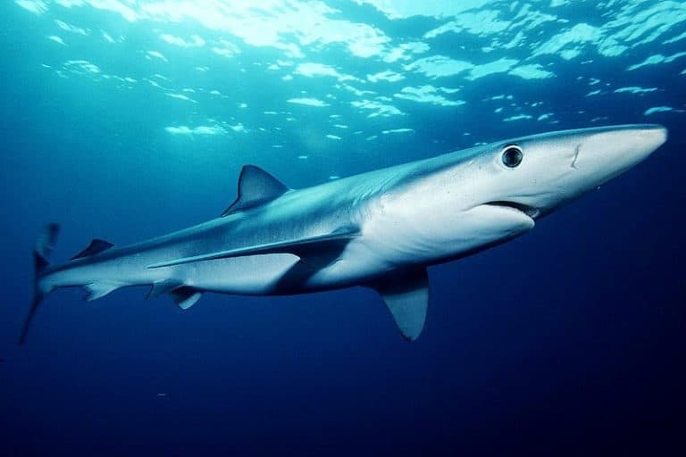 Blue Shark l Fascinating Docile Shark - Our Breathing Planet