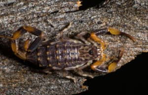 5 Spellbinding Scorpions l Incredible Arachnids - Our Breathing Planet