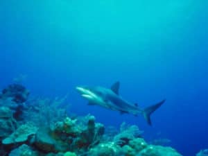 Spinner Shark l Startling Feeding - Our Breathing Planet