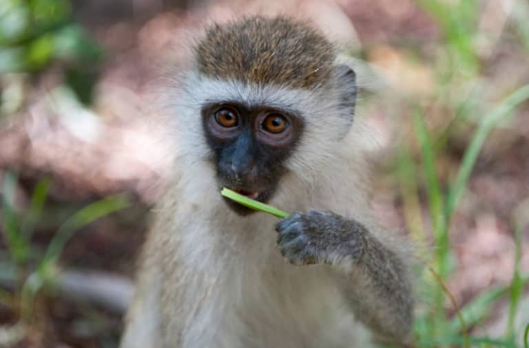 Vervet Monkey l Remarkable Primate - Our Breathing Planet