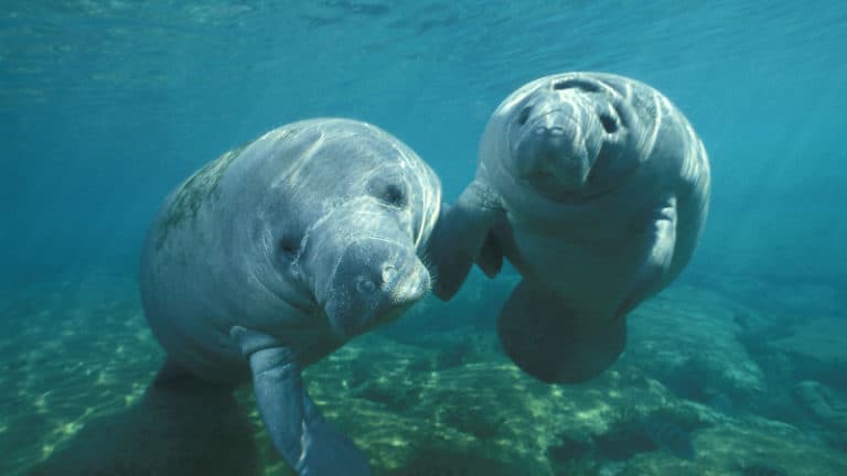 African Manatee l Remarkable Sirenian - Our Breathing Planet