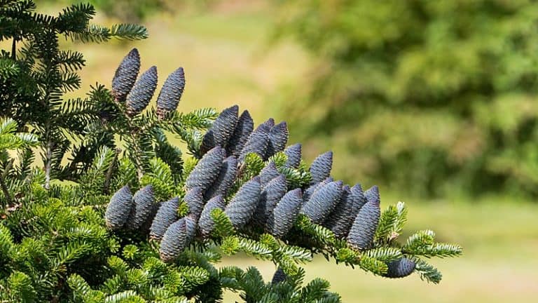 Korean Fir l Stunning Evergreen - Our Breathing Planet