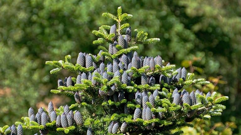 Korean Fir l Stunning Evergreen - Our Breathing Planet