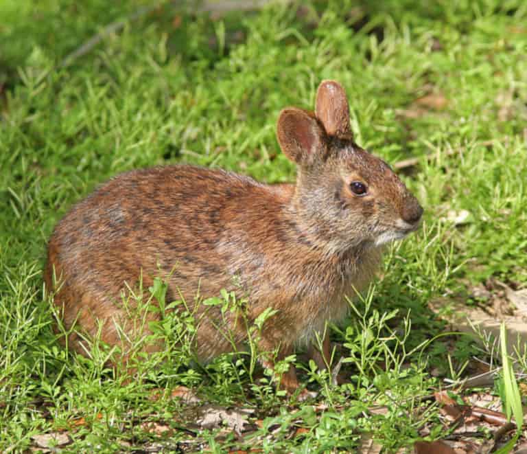 Lower Keys Marsh Rabbit | Truly Heartbreaking Situation
