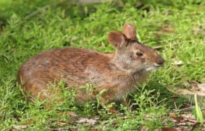 4 Remarkably Unique Rabbits l Our Breathing Planet