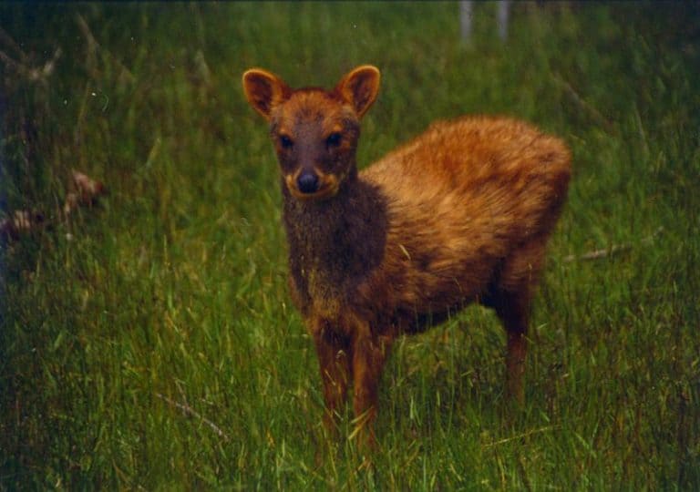 Pudu l Remarkable Variety of Deer - Our Breathing Planet