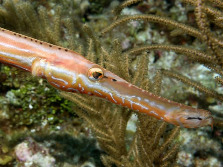 Atlantic Trumpetfish l Remarkable - Our Breathing Planet