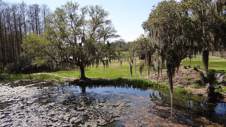 Avery Island l Amazing Ecosystem - Our Breathing Planet