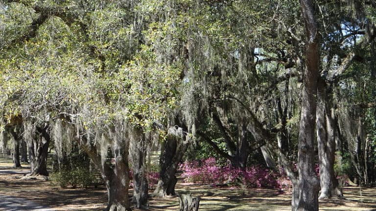 Avery Island l Amazing Ecosystem - Our Breathing Planet