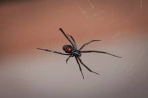 Black Widow l Dangerous Arachnid - Our Breathing Planet