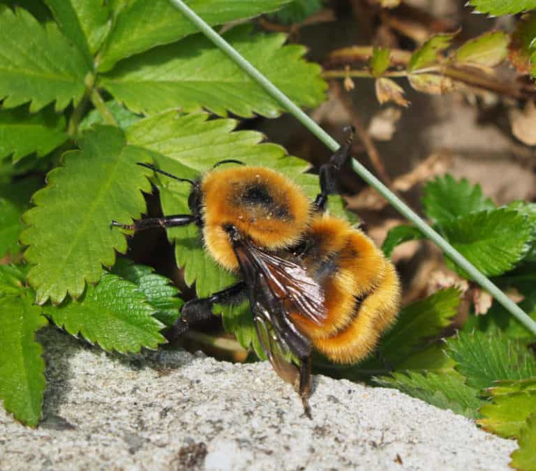 Bombus dahlbomii l Endangered Bumblebee - Our Breathing Planet
