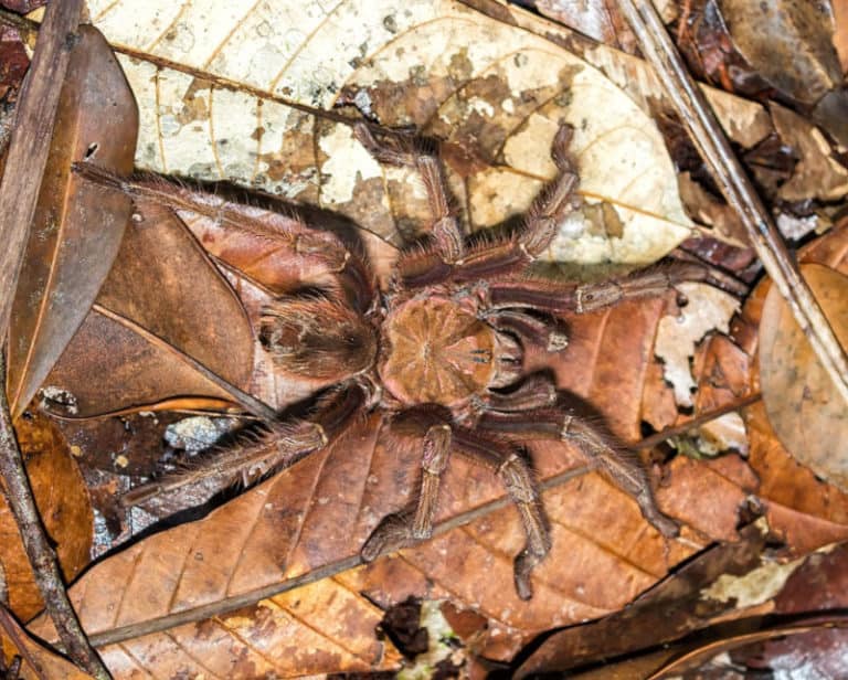 Goliath Birdeater l Remarkable - Our Breathing Planet