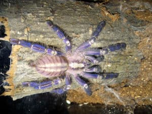 Gooty Sapphire Tarantula l Beautiful - Our Breathing Planet