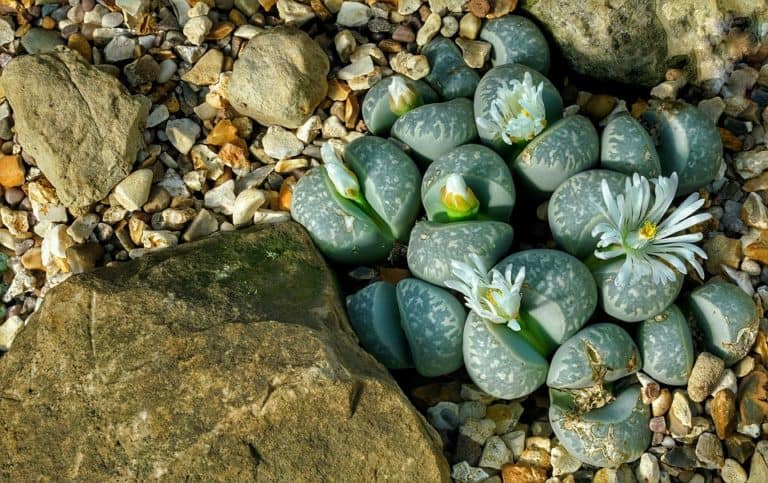 Living Stones l Incredible Evolutionary Adaptation - Our Breathing Planet