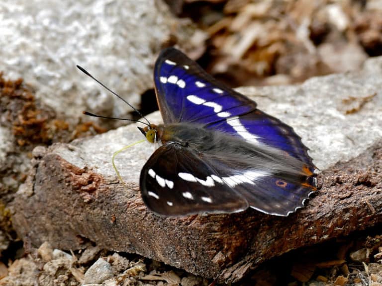 Purple Emperor l Beautiful Butterfly - Our Beautiful Planet