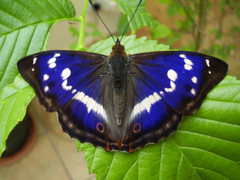 Purple Emperor l Beautiful Butterfly - Our Beautiful Planet