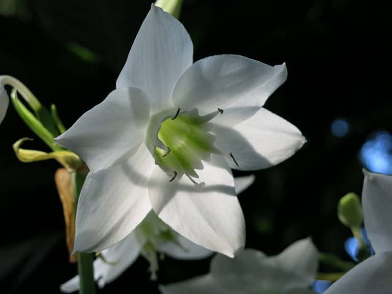Amazon Lily l Stunning Beauty - Our Breathing Planet
