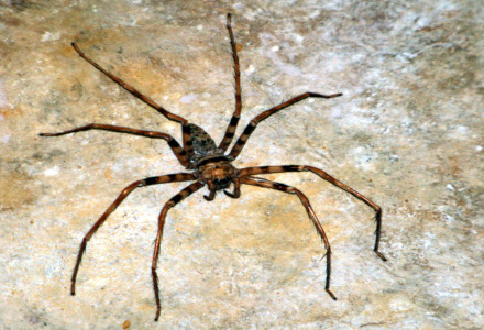 Giant Huntsman Spider l Gigantic Arachnid - Our Breathing Planet