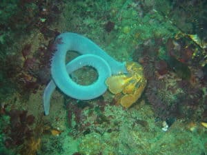 Hagfish l Remarkable Living Fossil - Our Breathing Planet