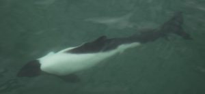 Panda Dolphin l Visually Distinctive - Our Breathing Planet