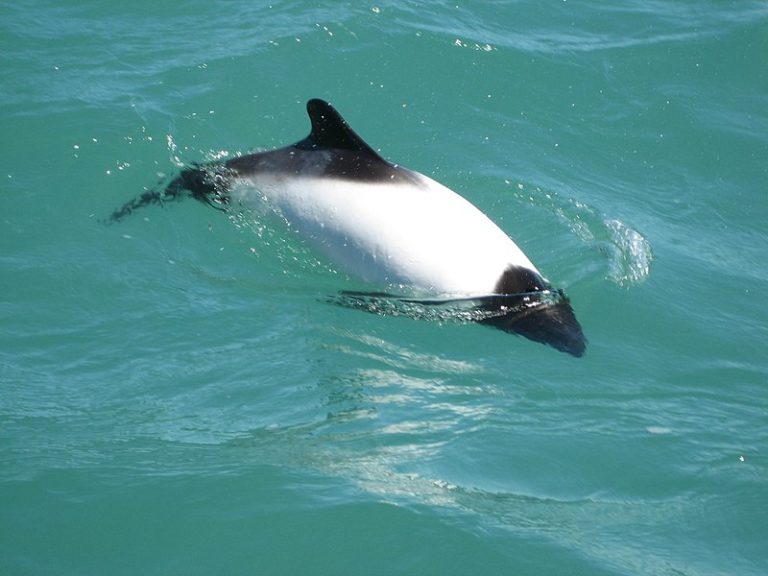 Panda Dolphin l Visually Distinctive - Our Breathing Planet