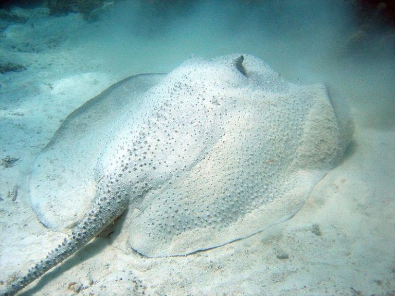 Fiddler Ray l Amazing Guitarfish - Our Breathing Planet