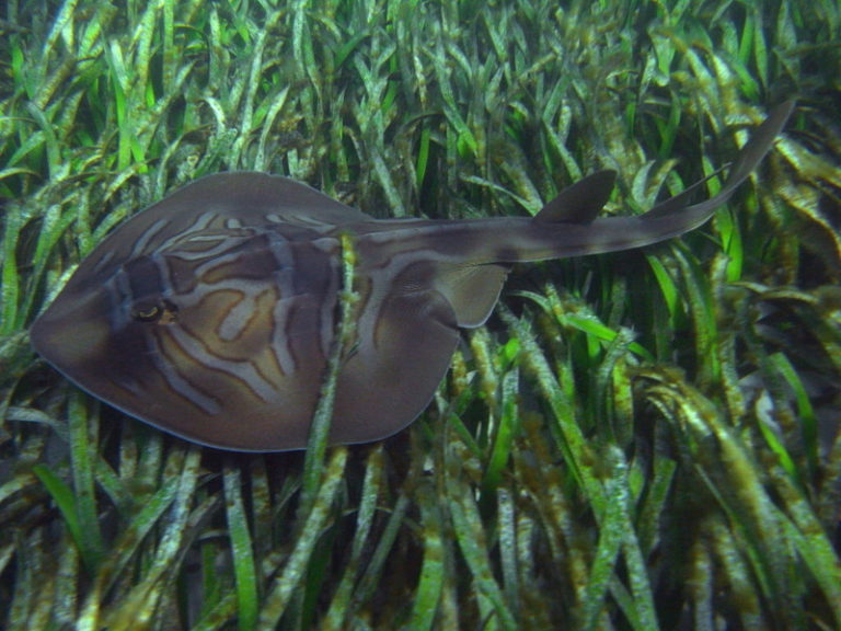 Fiddler Ray l Amazing Guitarfish - Our Breathing Planet