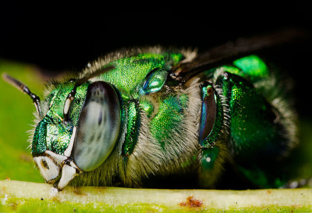 Green Orchid Bee l Highly Specialized Insect - Our Breathing Planet