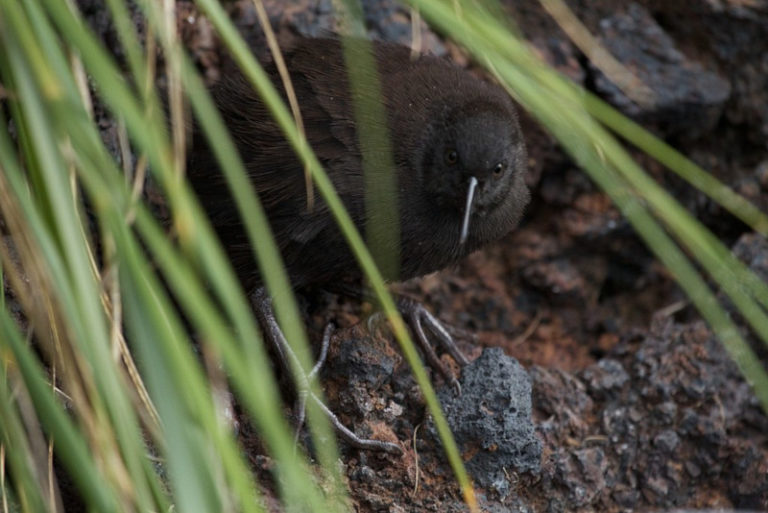 Inaccessible Island Rail l Smallest of Its Kind - Our Breathing Planet