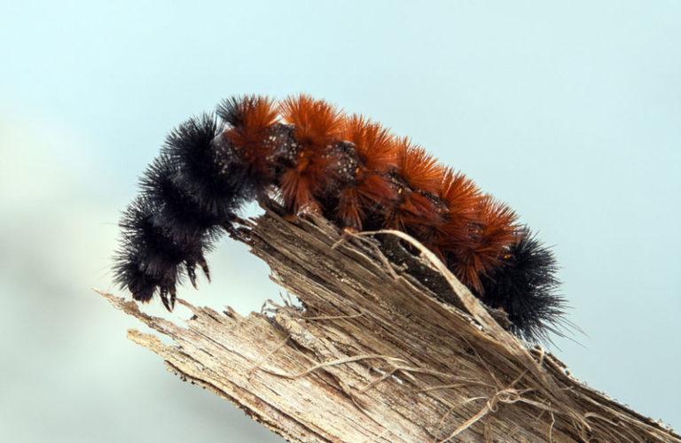 Isabella Tiger Moth l Remarkably Hardy Invertebrate - Our Breathing Planet
