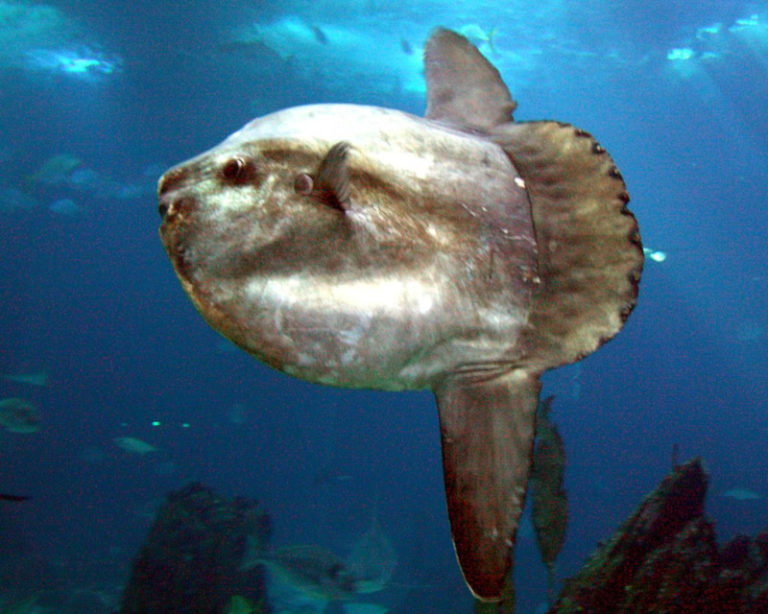 Mola Mola l Incredible Bony Fish - Our Breathing Planet