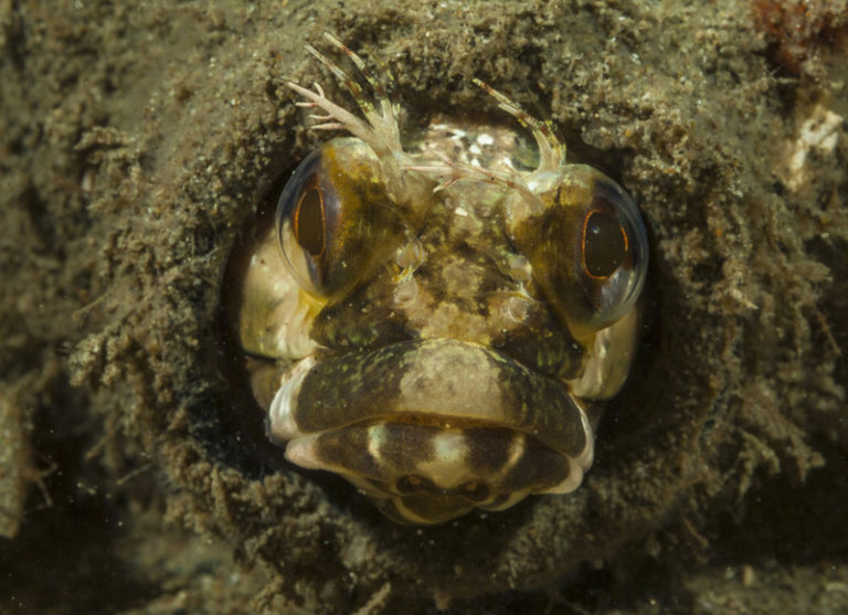 Sarcastic Fringehead l Aggressive - Our Breathing Planet