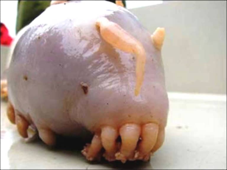 Sea Pig l Startling Sea Creature - Our Breathing Planet