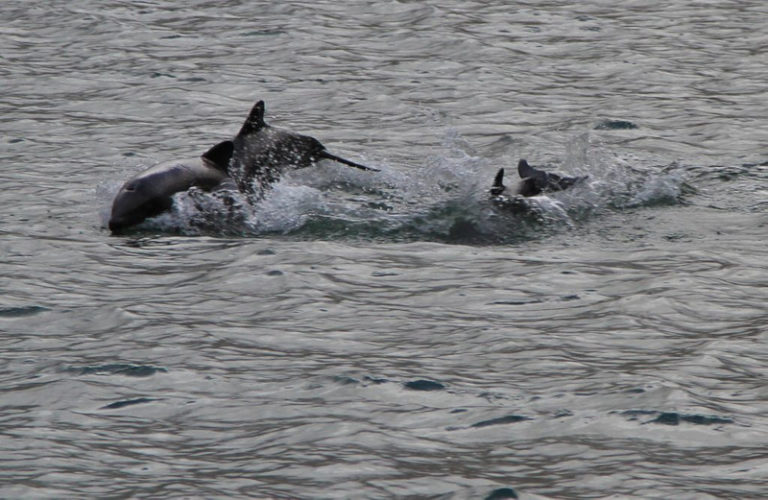Chilean Dolphin l Rarely Seen Cetacean - Our Breathing Planet