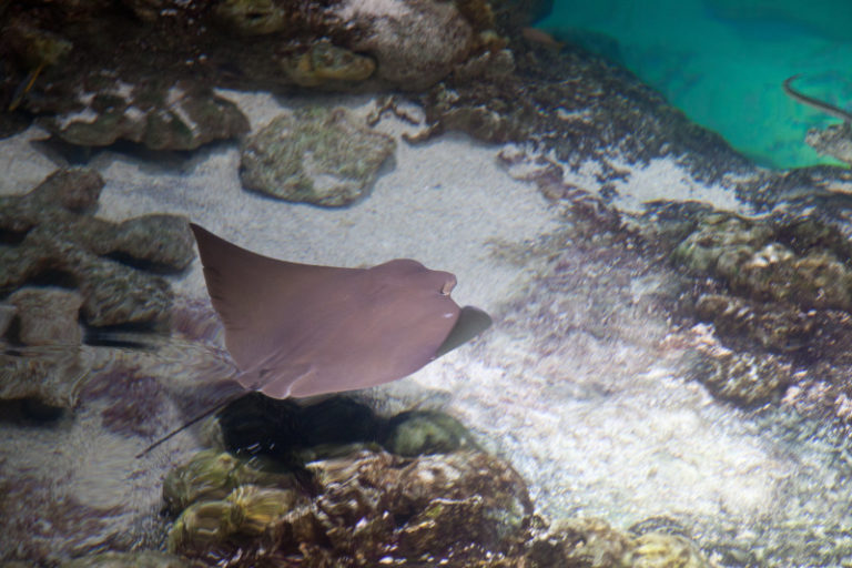 Cownose Ray l Remarkable Migrations - Our Breathing Planet
