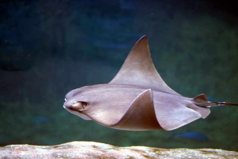 Fiddler Ray l Amazing Guitarfish - Our Breathing Planet