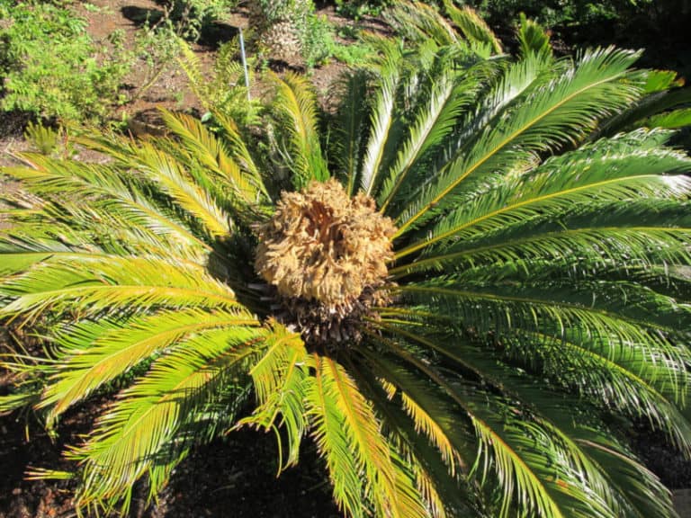 Cycad l Truly Remarkable Plant - Our Breathing Planet