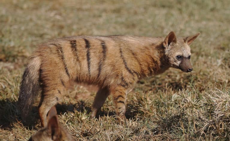 Aardwolf l Amazing Insectivorous Canid - Our Breathing Planet