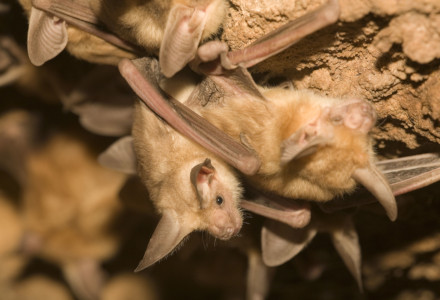 Pallid Bat l Surpisingly Unusal Mammal - Our Breathing Planet