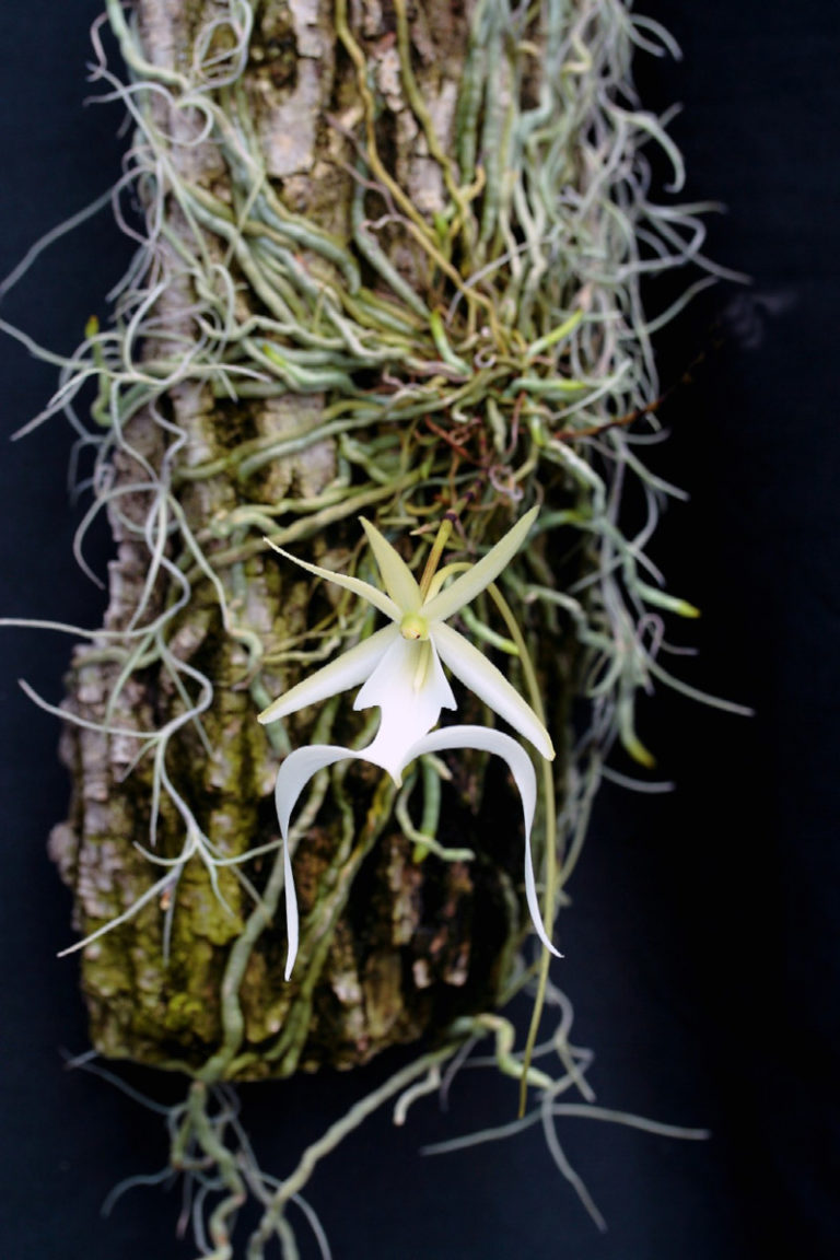 Ghost Orchid l Rare and Unsual Orchid Variety - Our Breathing Planet