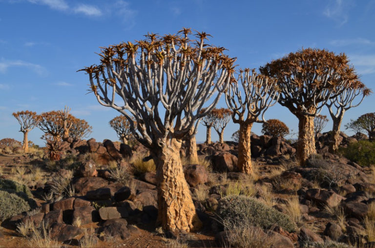 Quiver Tree l Highly Deceptive Succulent - Our Breathing Planet