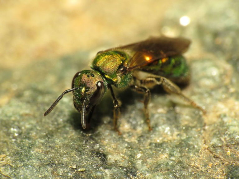 Sweat Bee l Remarkable Approach - Our Breathing Planet