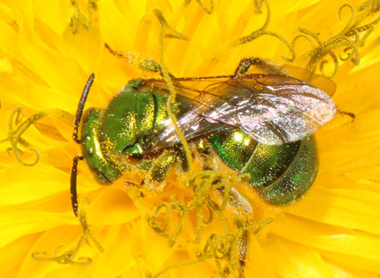 Sweat Bee l Remarkable Approach - Our Breathing Planet