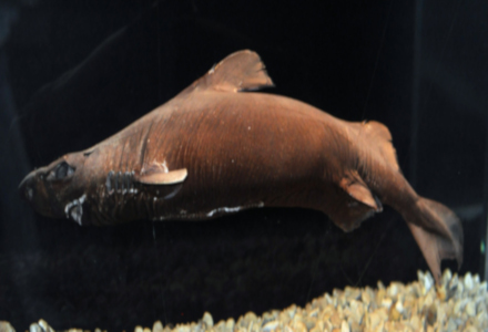 Velvet Belly lanternshark l Tiny Variety - Our Breathing Planet