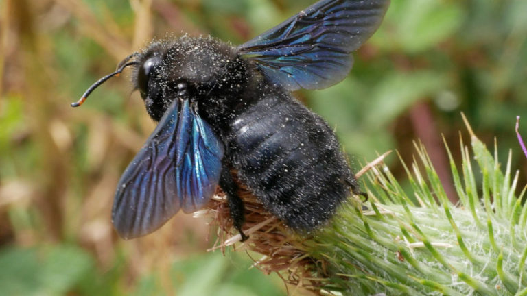 Violet Carpenter Bee l Highly Distinctive Variety - Our Breathing Planet