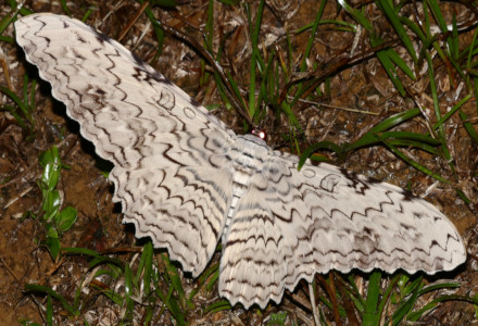 White Witch Moth l Enormous Wingspan - Our Breathing Planet
