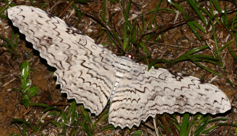 White Witch Moth l Enormous Wingspan - Our Breathing Planet