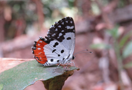 Red Pierrot l Visually Striking Butterfly - Our Breathing Planet