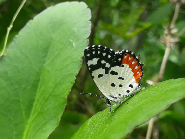 Red Pierrot l Visually Striking Butterfly - Our Breathing Planet